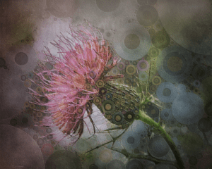 Mobile Photography and Art Interview - Hope In Adversity Interview with Alisa Smith Williams