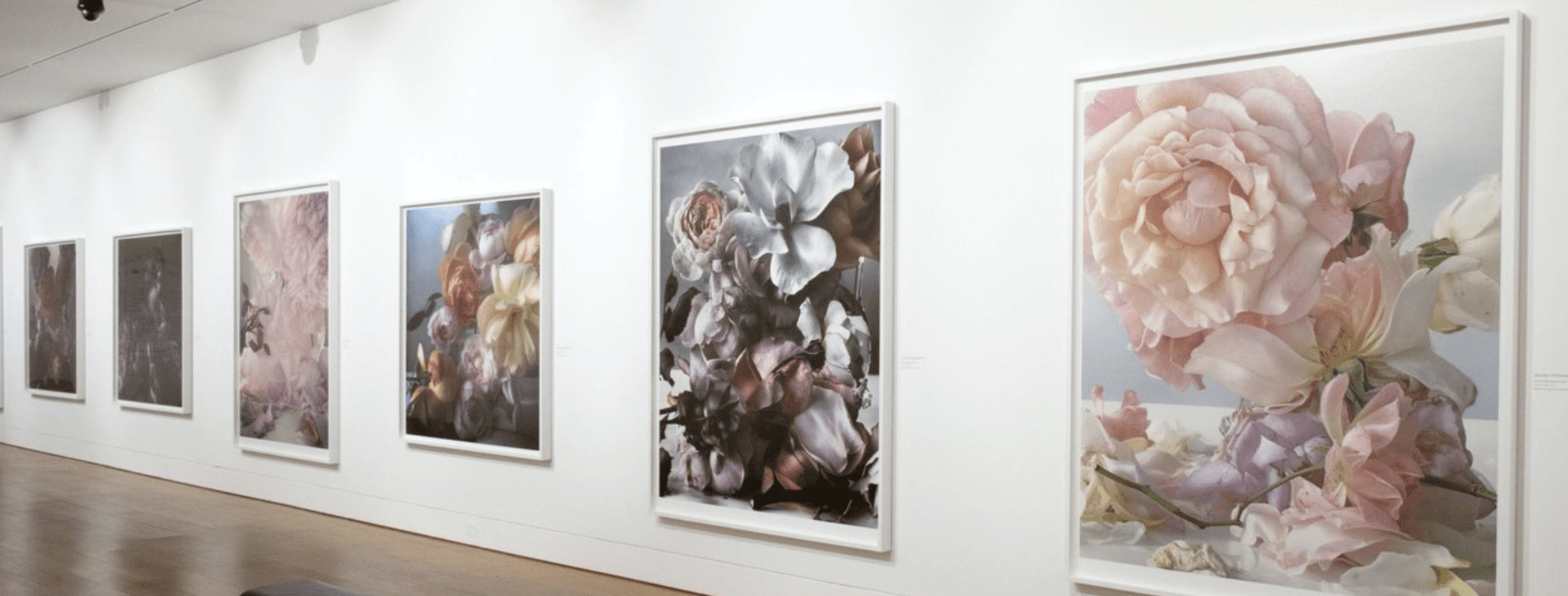 Nick Knight - 'Roses From My Garden' iPhone Photography Exhibition